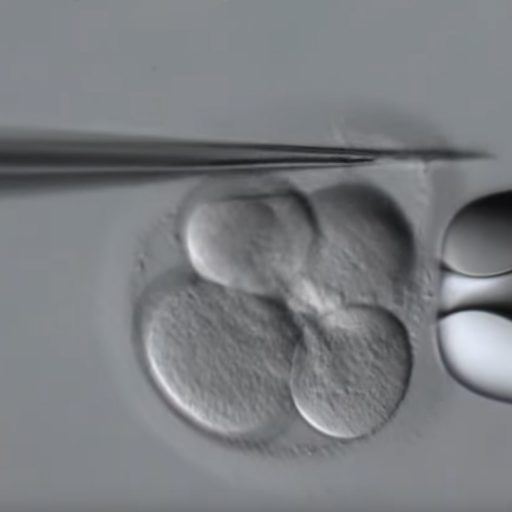 Assisted Embryo Hatching: Success in Pregnancy | IVFforYOU